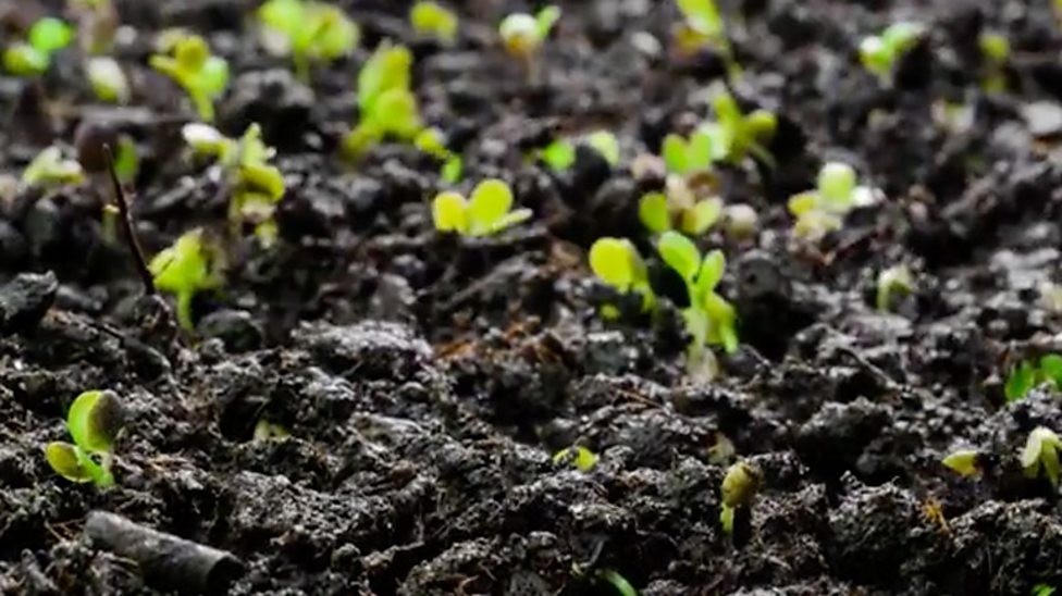 National 4 Biology - BBC Bitesize