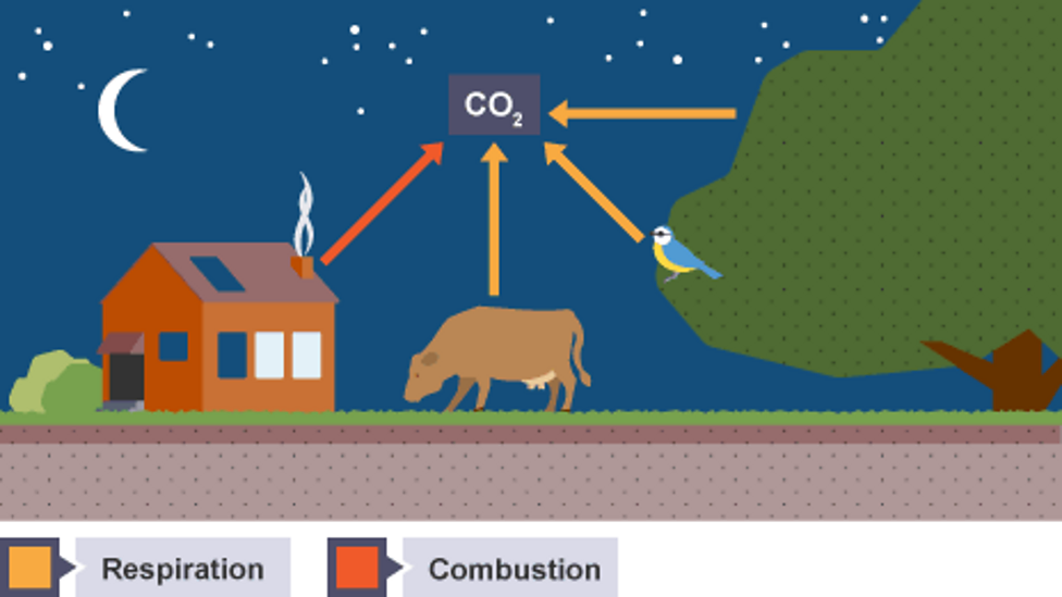 GCSE Science podcasts - Ecology - BBC Bitesize