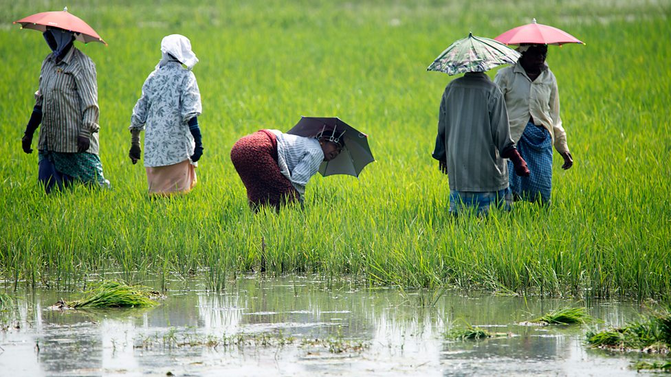 Genetics - GCSE Combined Science - BBC Bitesize