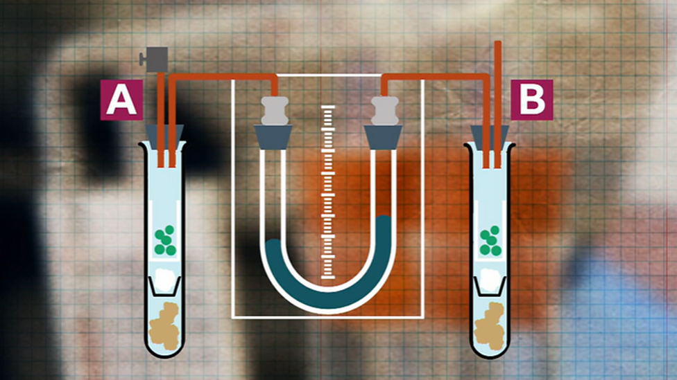 Revision guides: Metabolism for survival - Higher Biology - BBC Bitesize
