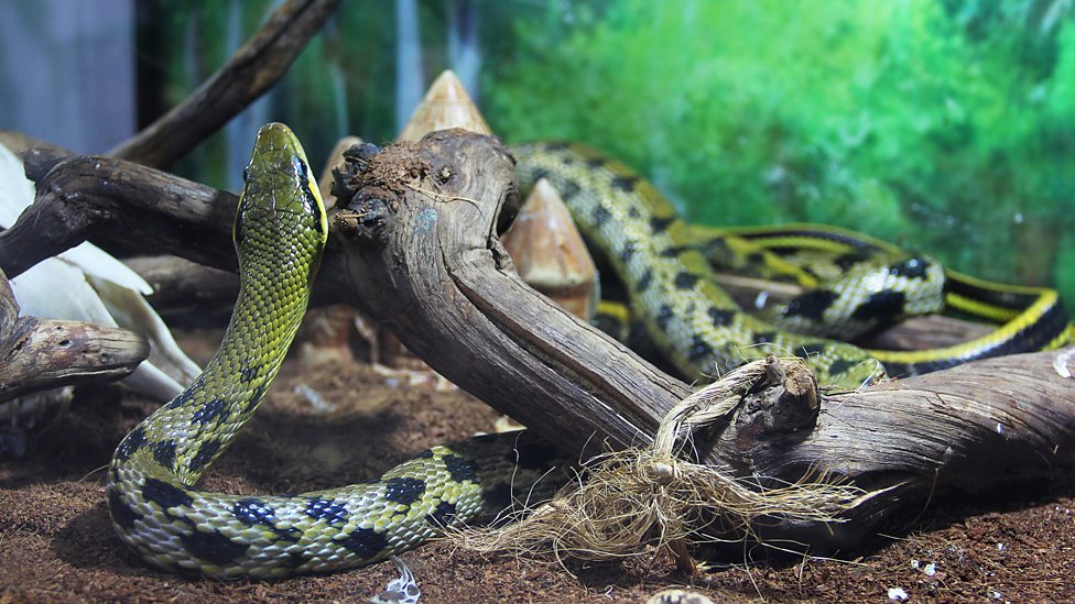 Let's go out... to a zoo - BBC Bitesize