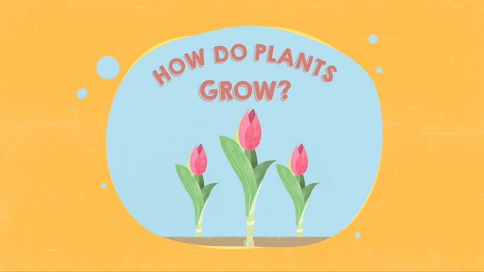 KS1 Science - Plants - BBC Teach