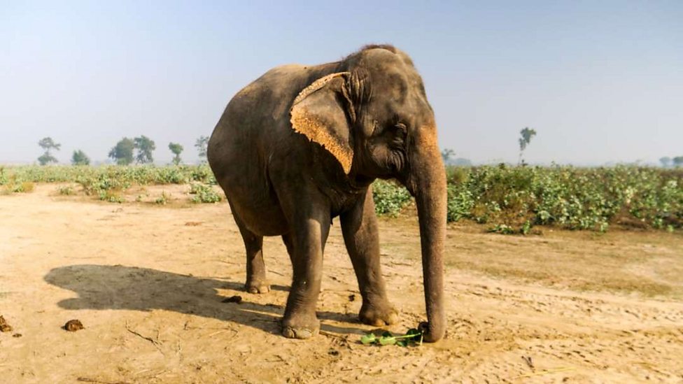 Momentum - IGCSE Physics - BBC Bitesize