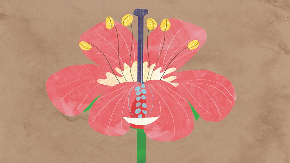 KS1 Science - Plants: How do plants make new plants? - BBC Teach