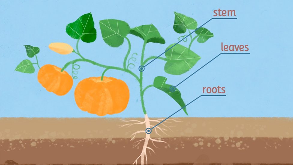 KS1 Science - Plants: What is a plant? - BBC Teach