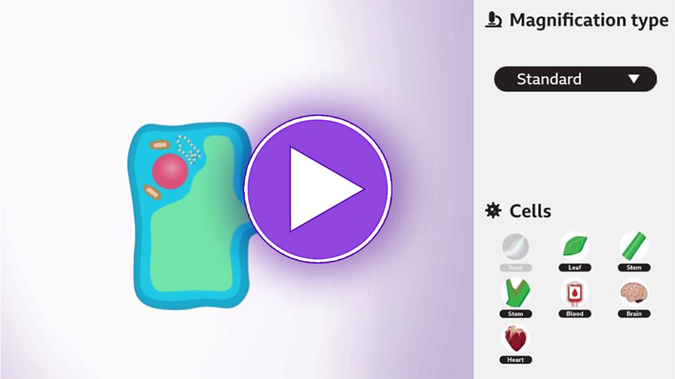 What are plant and animal cells? - BBC Bitesize