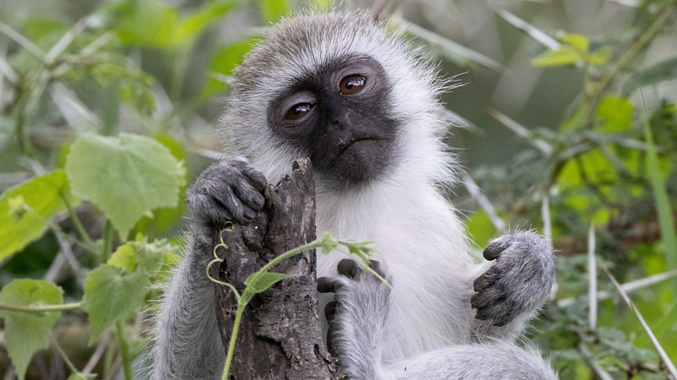 The amazing ways animals communicate with each other - BBC Bitesize