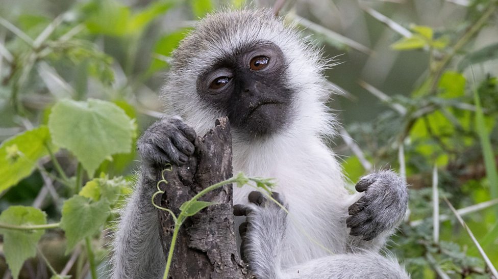 Indeterminate growth: The scientific phenomenon that allows animals and ...