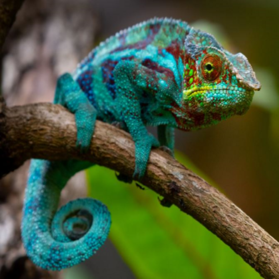 Animals and camouflage - BBC Bitesize