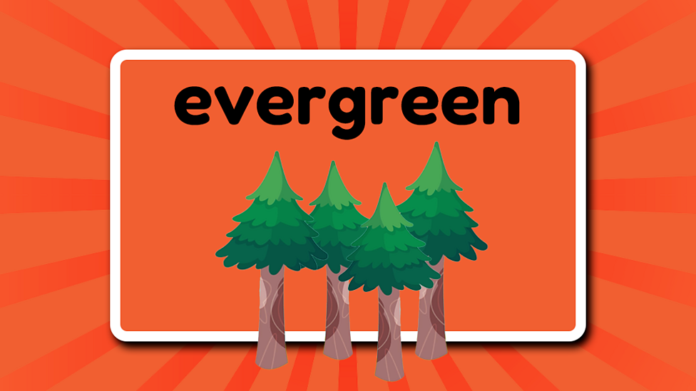 Glorious green plant vocabulary – KS1 English curriculum - BBC Bitesize