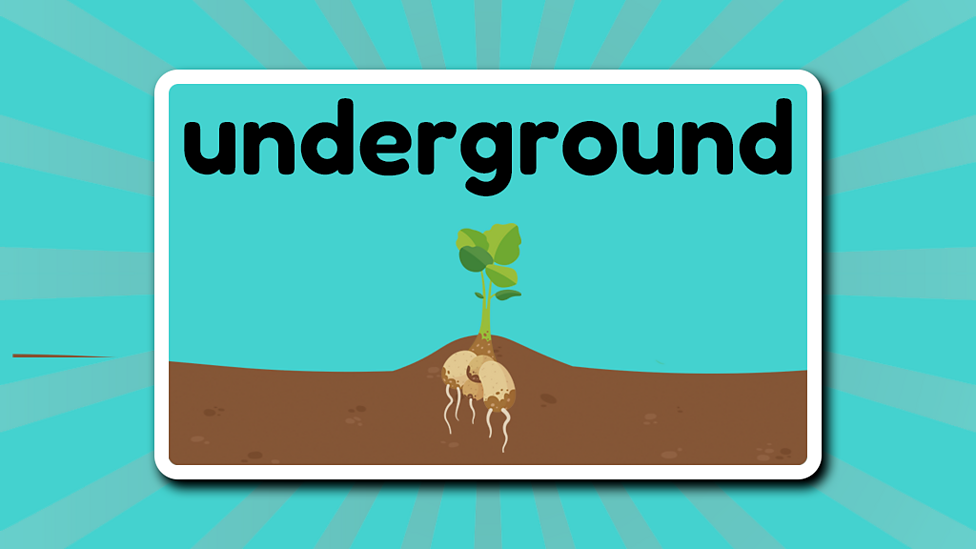 Glorious green plant vocabulary – KS1 English curriculum - BBC Bitesize