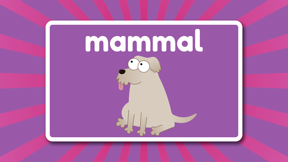 Amazing animals vocabulary – KS1 English curriculum - BBC Bitesize