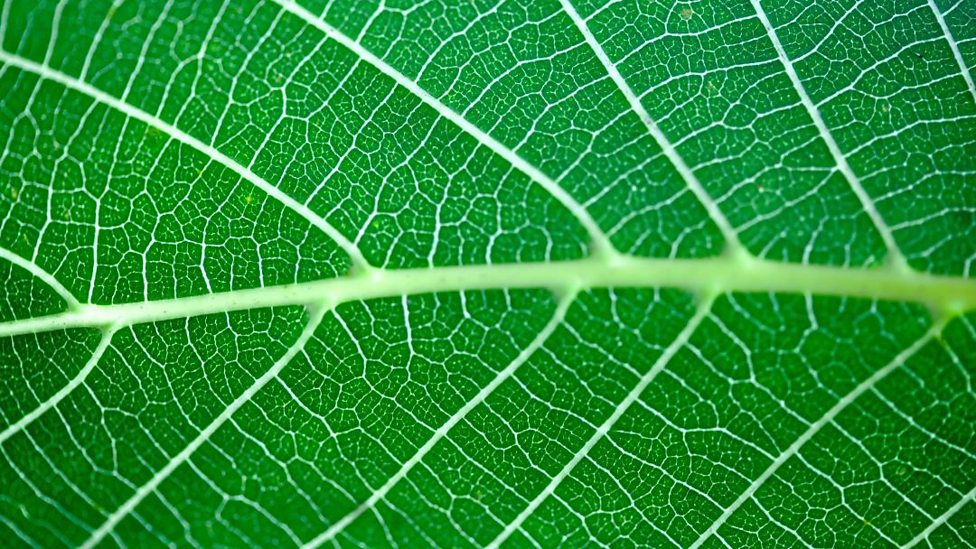 Biodiversity - GCSE Combined Science - BBC Bitesize