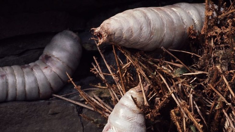 The curious parallels between Doctor Who and the headlines - BBC Bitesize