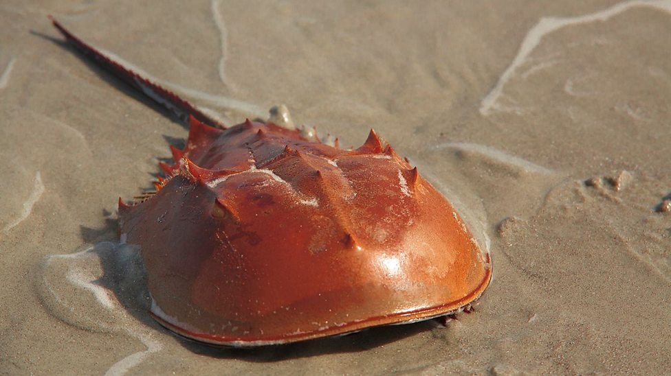 Animals that look like they’re from another planet - BBC Bitesize