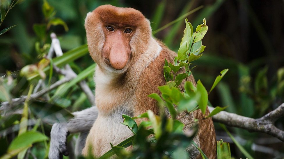 Animals that look like they’re from another planet - BBC Bitesize