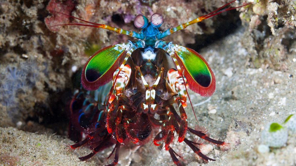 Animals that look like they’re from another planet - BBC Bitesize