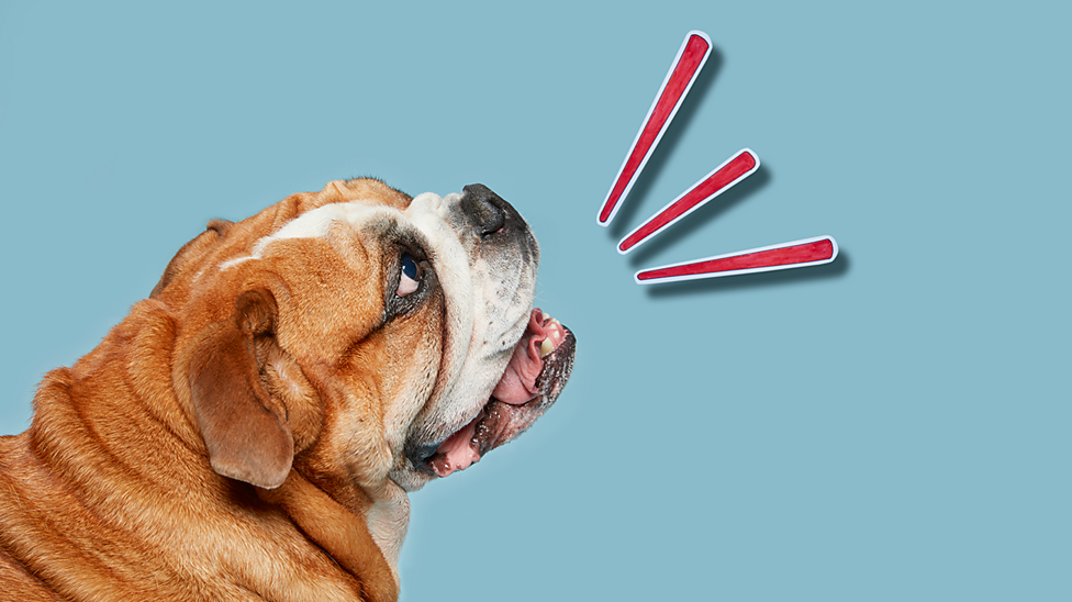 Cute aggression: Why do cute things make us 'angry'? - BBC Bitesize