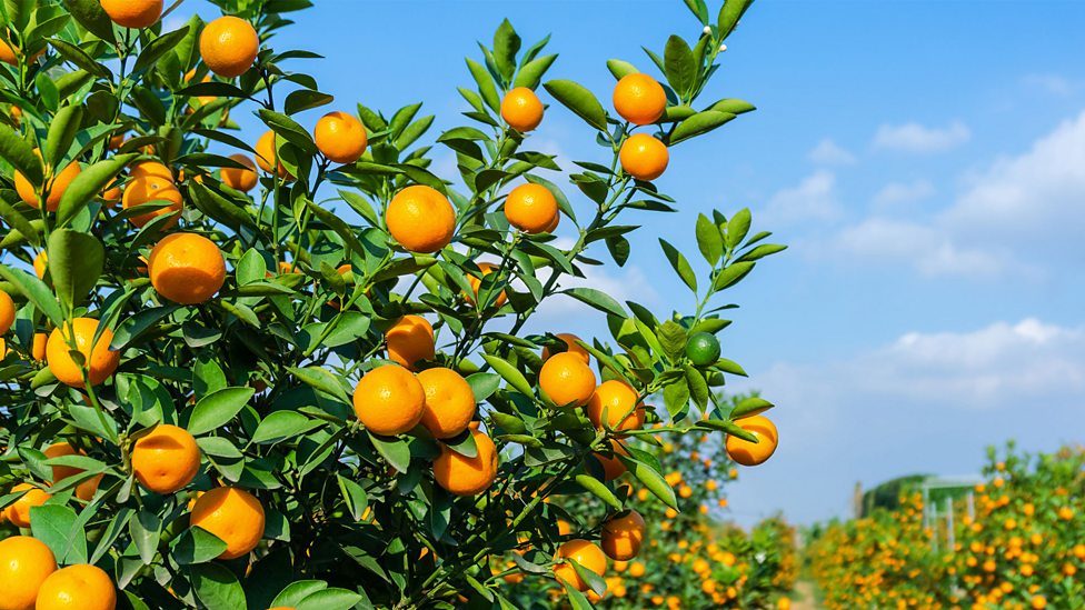 What are nutrients? - KS2 - BBC Bitesize