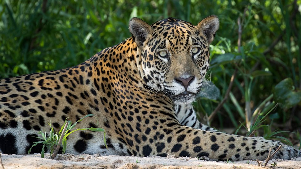 Sensory stories: Let's go out to a jungle - BBC Bitesize