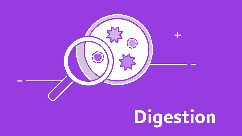 Quizzes - GCSE Biology (Single Science) - BBC Bitesize