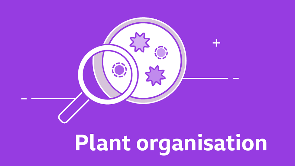 Plant structures and their functions - GCSE Biology (Single Science ...