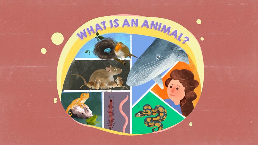 Animals - How do animals grow? - BBC Bitesize