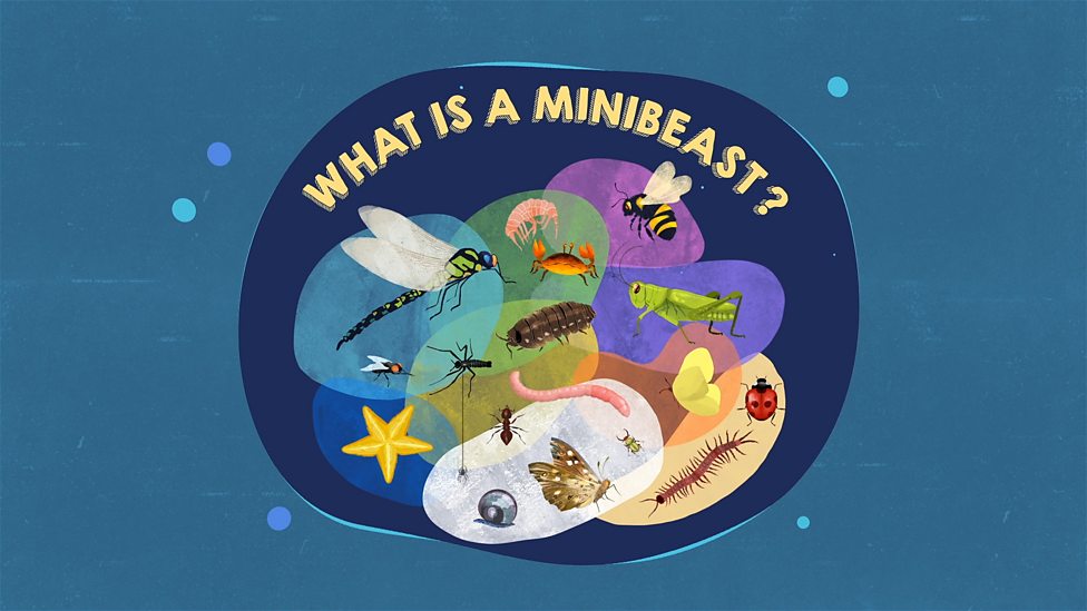 Minibeasts - Where do minibeasts live? - BBC Teach