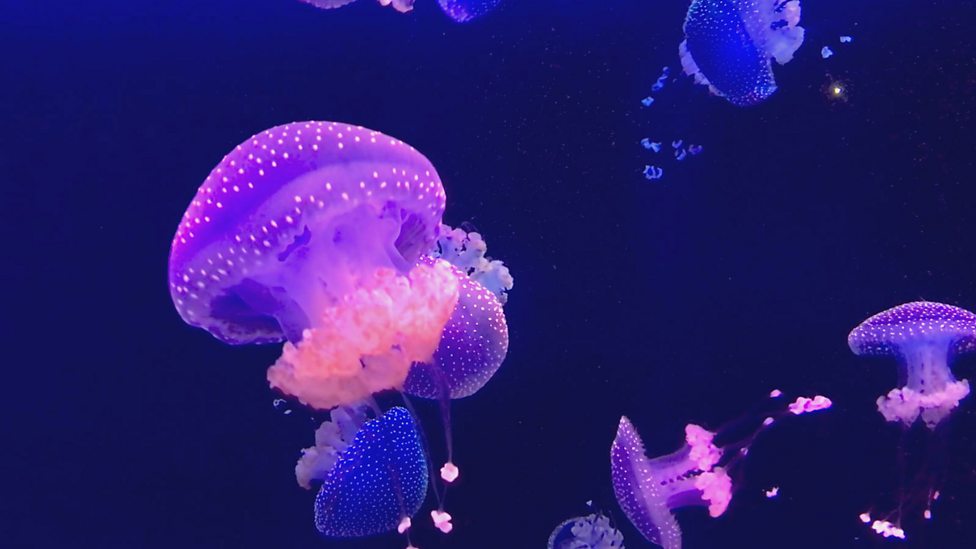 Oceans - KS2 - BBC Bitesize