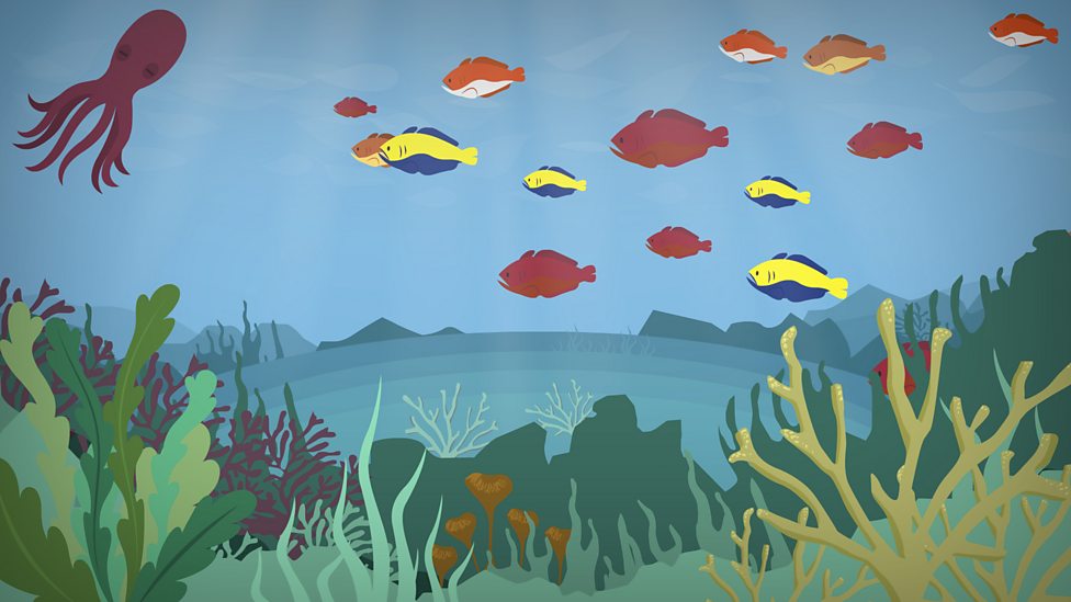 Oceans - KS1 - BBC Bitesize