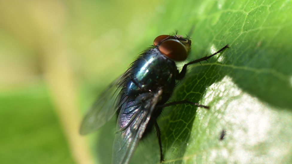 Four summer insects to look out for in the home. - BBC Bitesize