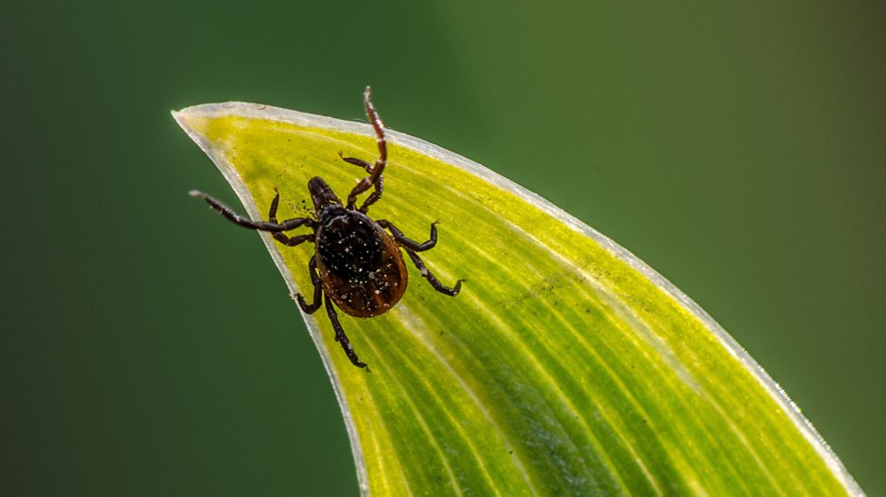 Four summer insects to look out for in the home. - BBC Bitesize