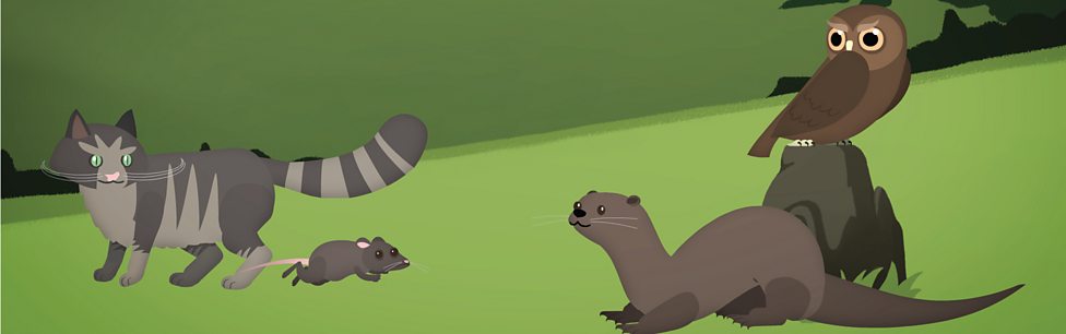 Dinosaurs | KS1 Topic | Ages 5-7 - BBC Bitesize