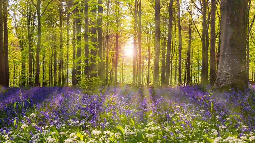 Did you know about these five trees and their amazing arboreal ...