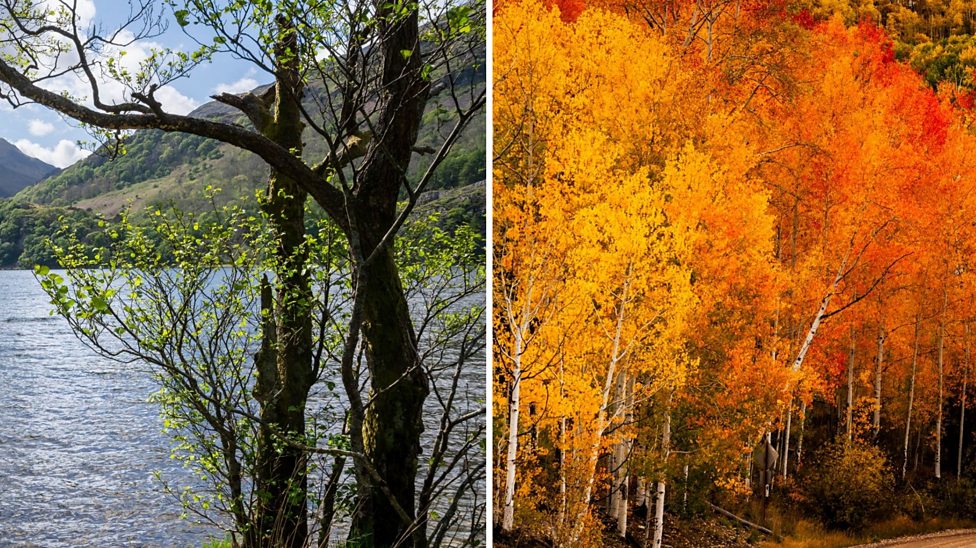 Did you know about these five trees and their amazing arboreal ...