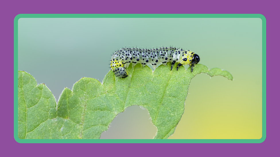 What is a food chain? – KS2 Science curriculum - BBC Bitesize