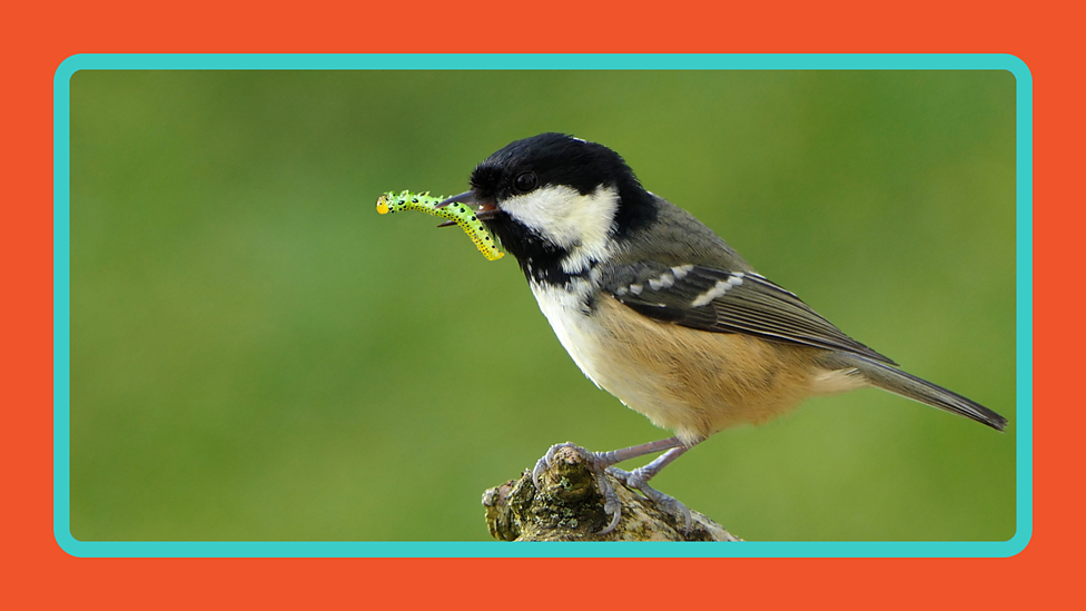 What is a food chain? – KS1 Science curriculum - BBC Bitesize