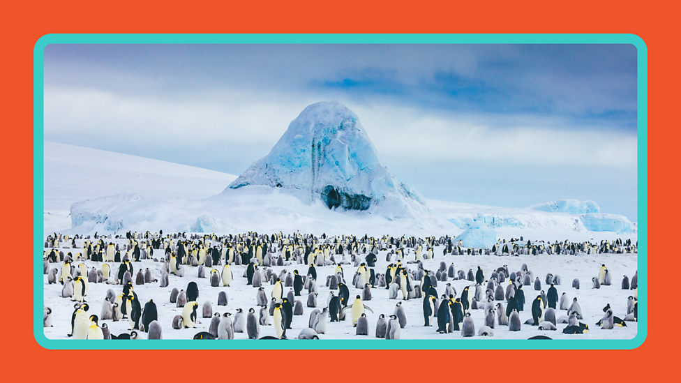 What is a polar habitat? - KS1 Science curriculum - BBC Bitesize