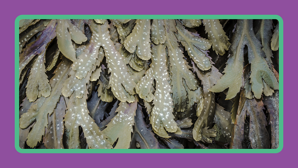 What is an ocean habitat? - KS1 Science curriculum - BBC Bitesize