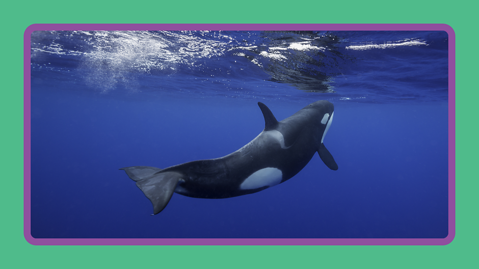 What is an ocean habitat? - KS1 Science curriculum - BBC Bitesize