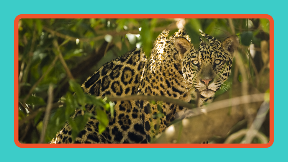 What is a rainforest habitat? - KS1 Science curriculum - BBC Bitesize