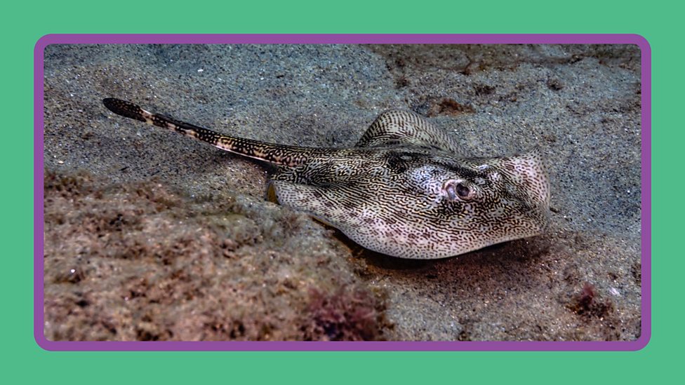 What are fish? KS1 Science curriculum - BBC Bitesize