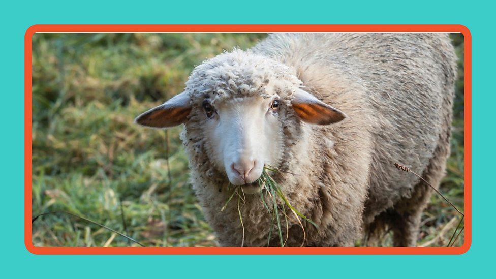 What do animals eat? - KS1 Science curriculum - BBC Bitesize
