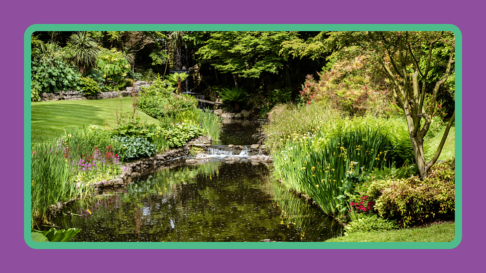 What is a pond habitat? – KS1 Science curriculum - BBC Bitesize