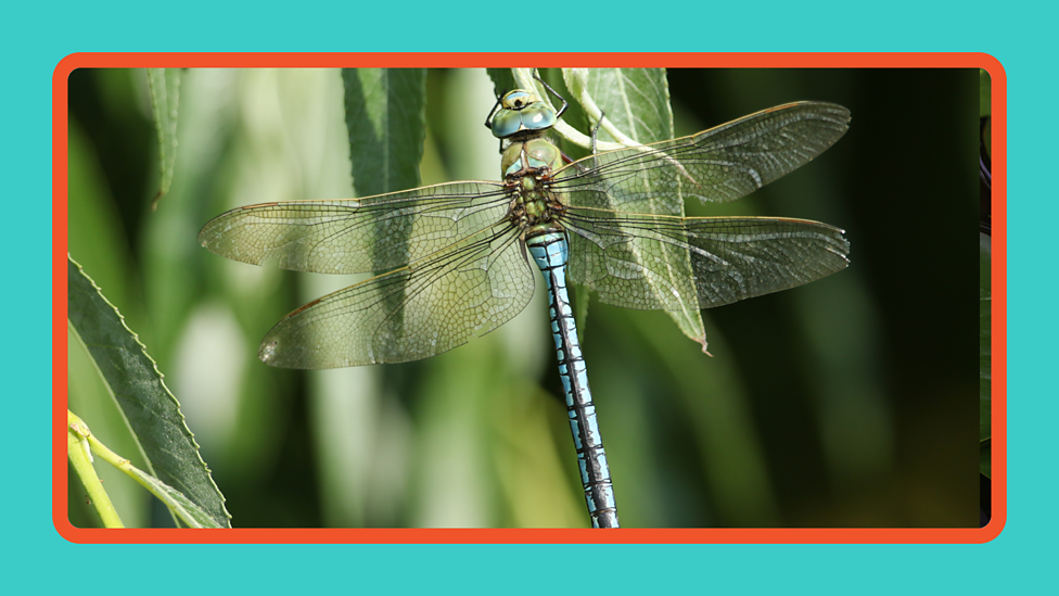What is a pond habitat? – KS1 Science curriculum - BBC Bitesize