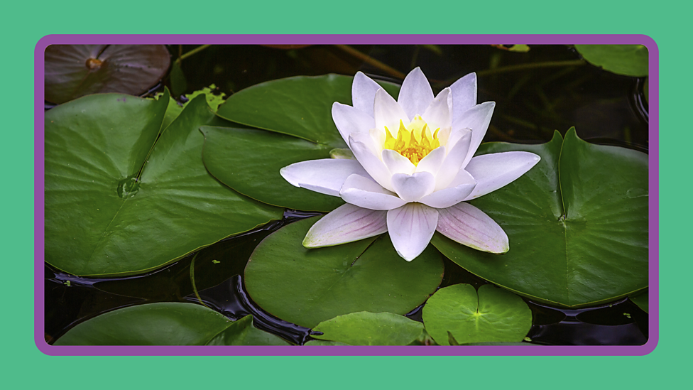 What is a pond habitat? – KS1 Science curriculum - BBC Bitesize