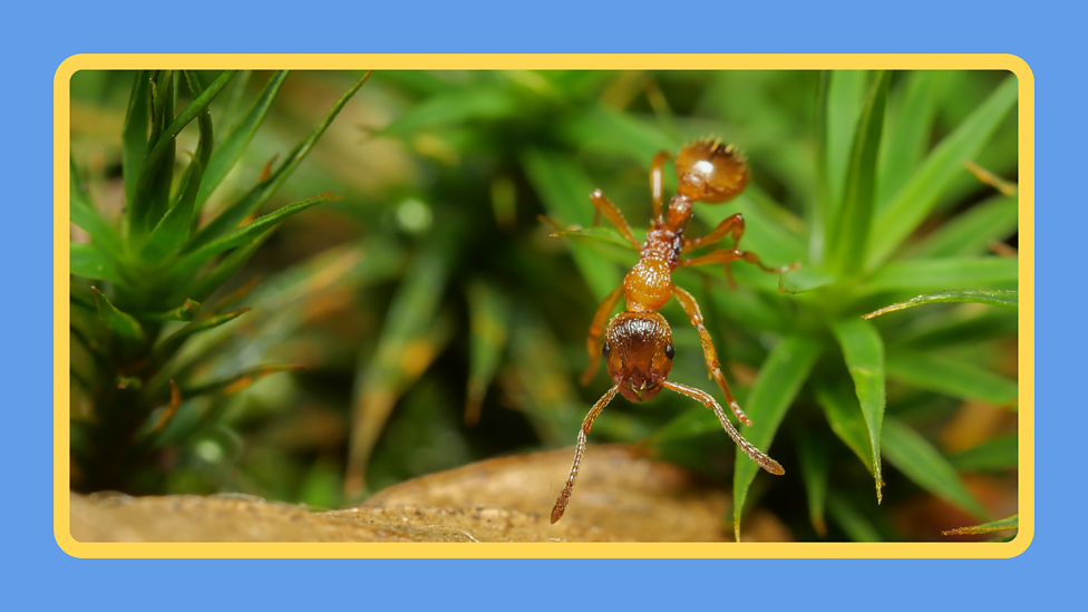 What is an invertebrate? – KS2 Science curriculum - BBC Bitesize