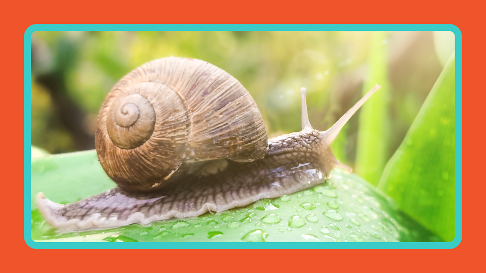 What is an invertebrate? – KS2 Science curriculum - BBC Bitesize