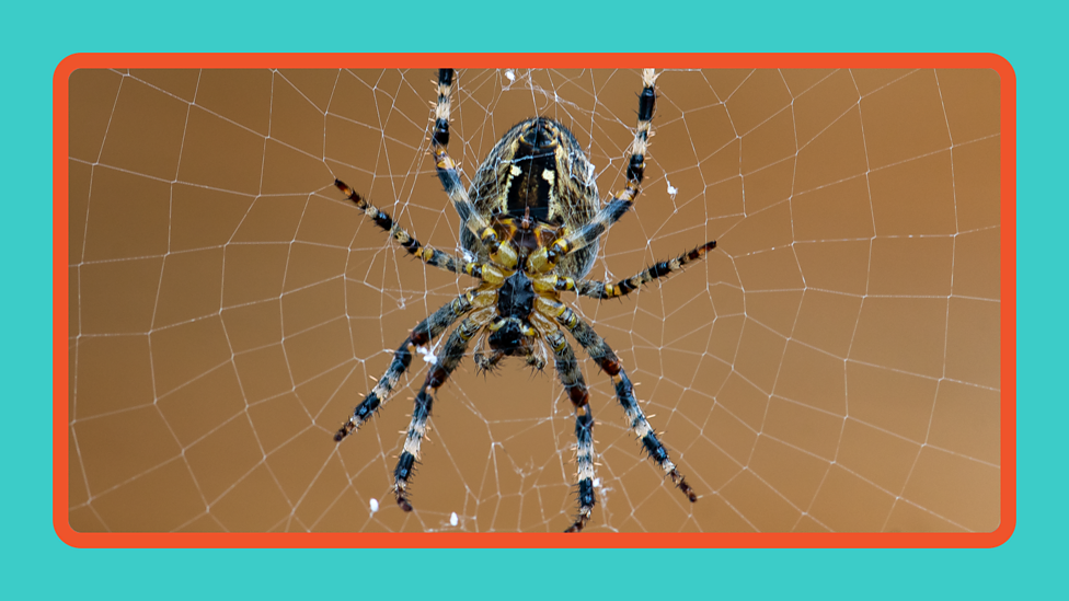 What is an invertebrate? – KS2 Science curriculum - BBC Bitesize