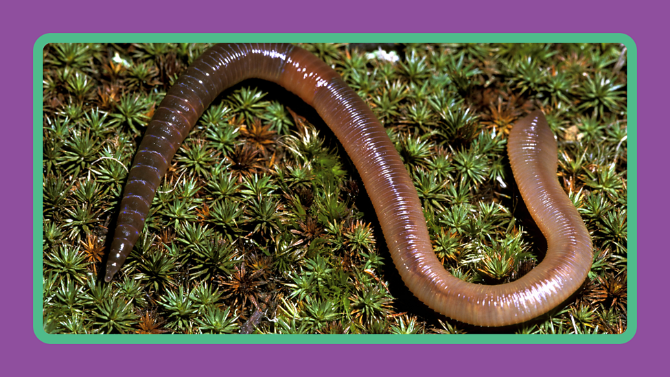 What is an invertebrate? – KS2 Science curriculum - BBC Bitesize